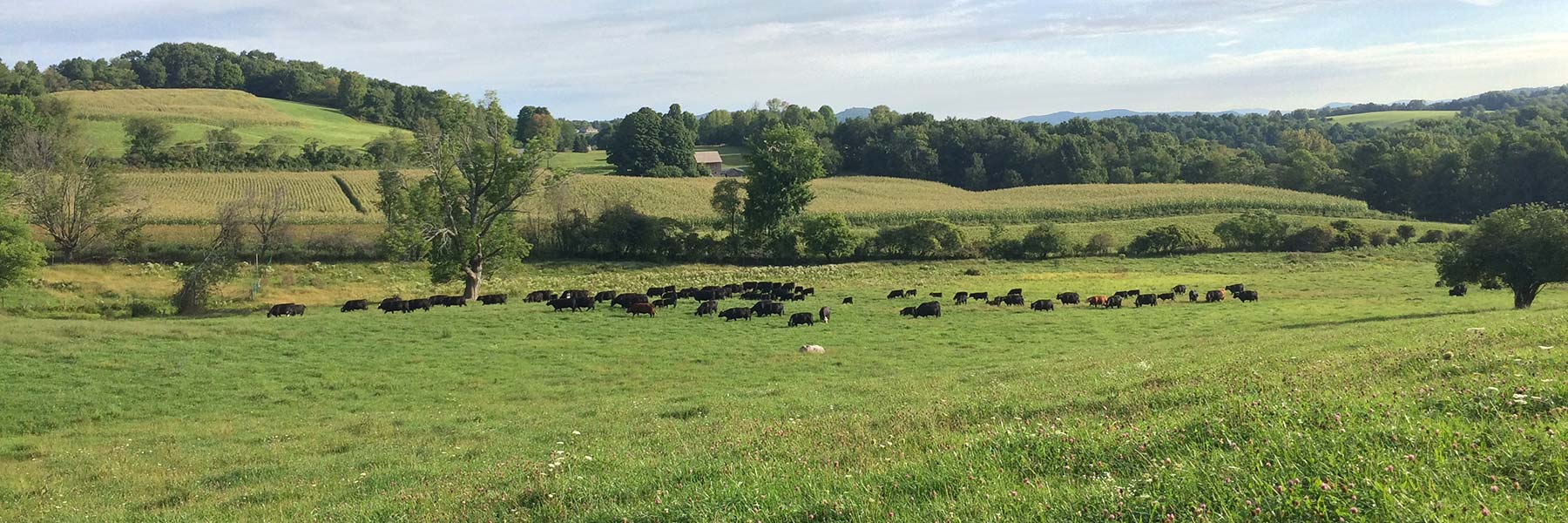 Cattle Sales New York | Marchaland Farms | Order Form